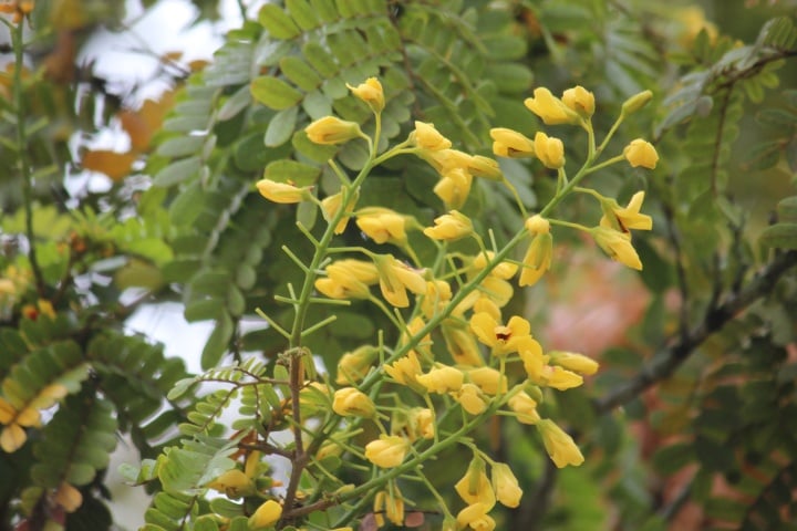 The Independent Society of Musicians